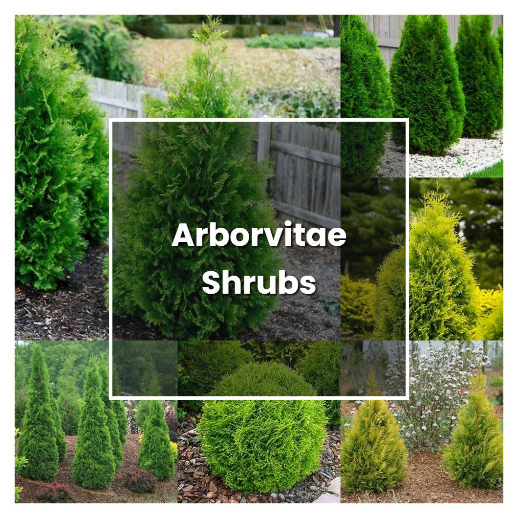 How To Grow Arborvitae Shrubs Plant Care And Tips Norwichgardener