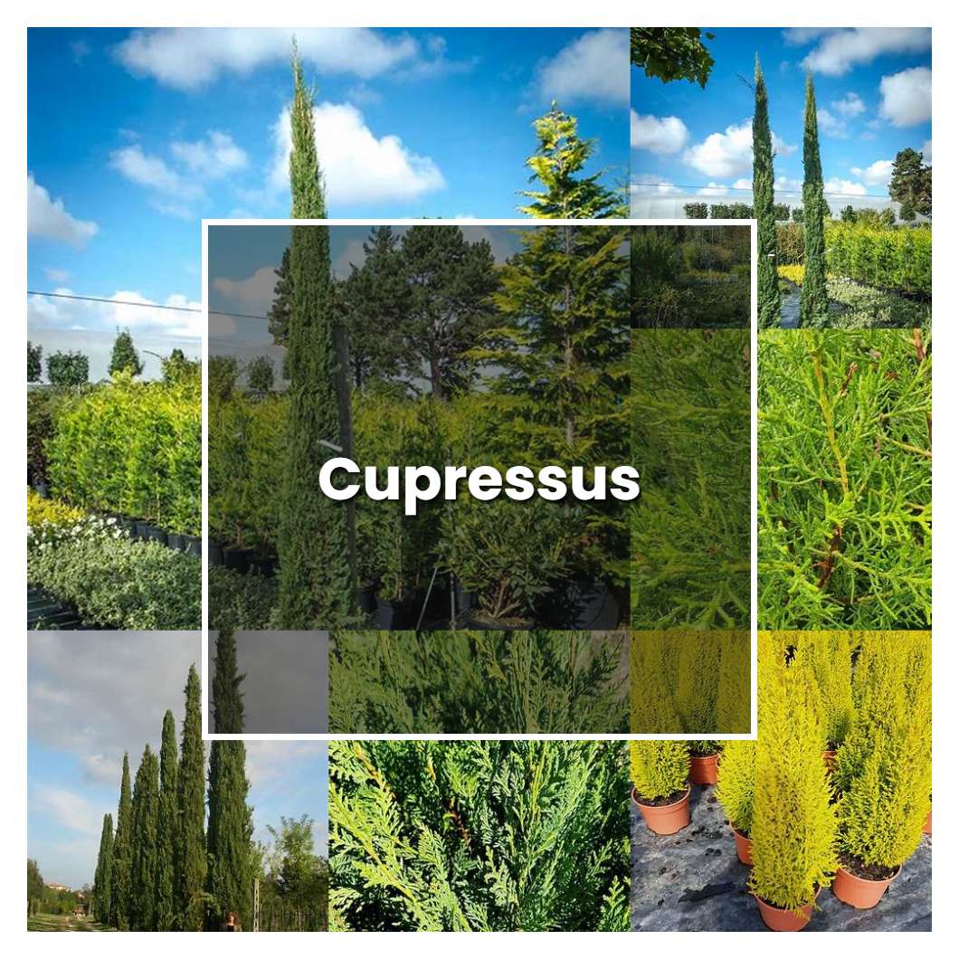 How To Grow Cupressus Plant Care And Tips Norwichgardener