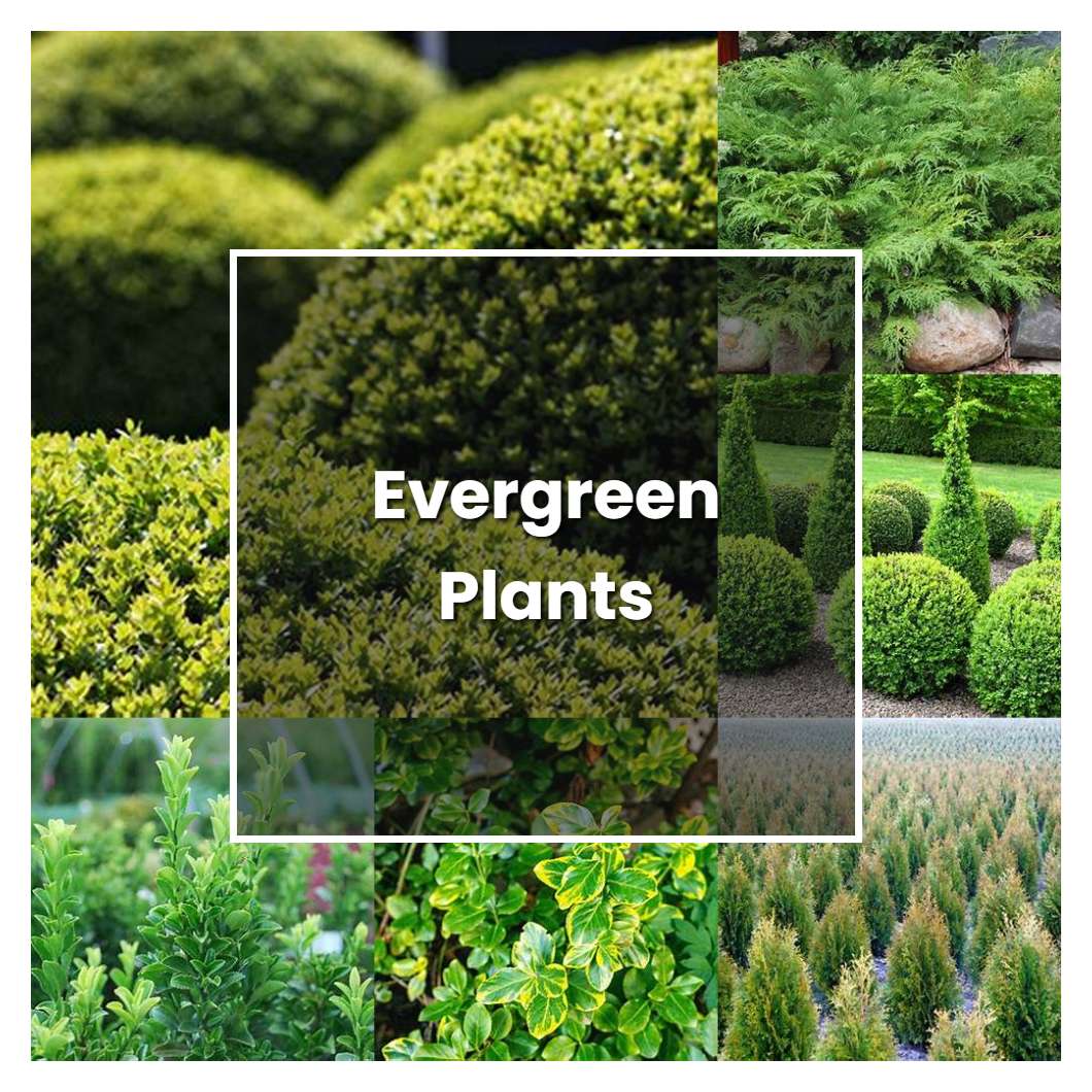 How To Grow Evergreen Plants Plant Care And Tips Norwichgardener