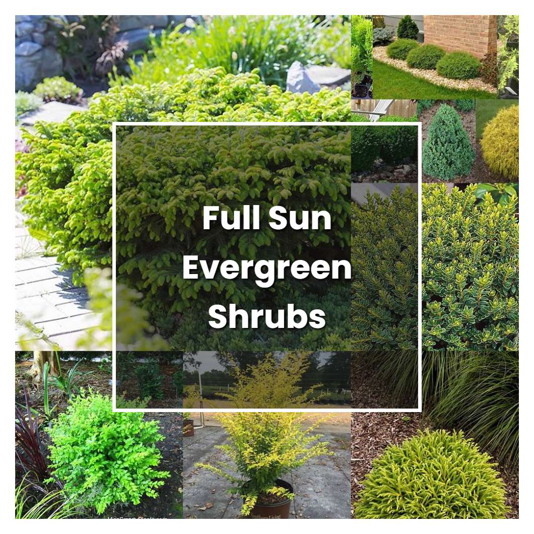 How To Grow Full Sun Evergreen Shrubs Plant Care And Tips Norwichgardener