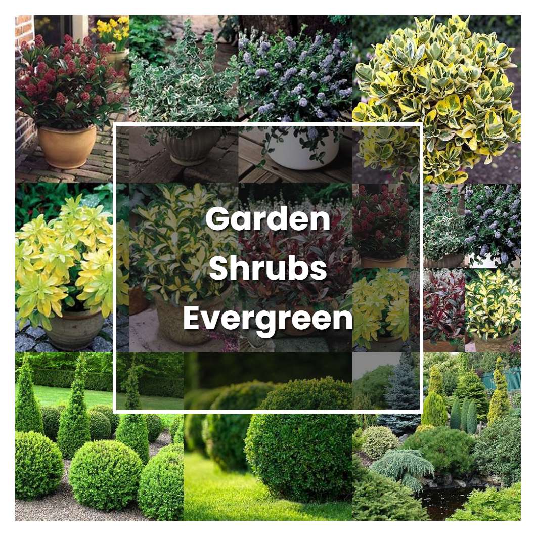 How To Grow Garden Shrubs Evergreen Plant Care And Tips Norwichgardener