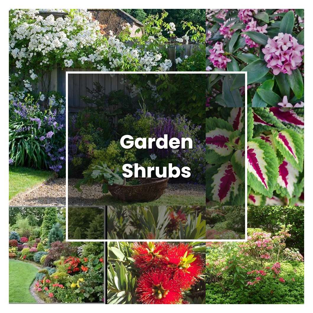 How To Grow Garden Shrubs Plant Care And Tips Norwichgardener