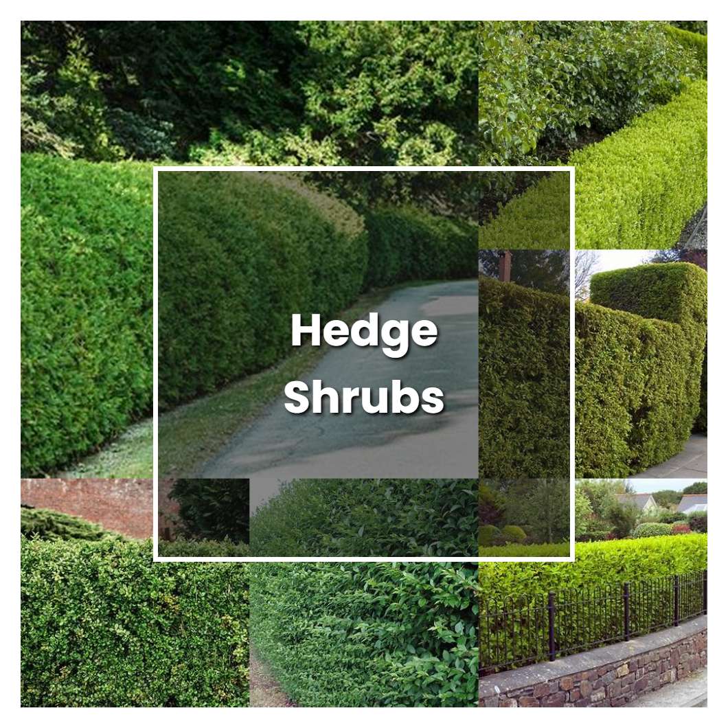 How To Grow Hedge Shrubs Plant Care And Tips Norwichgardener