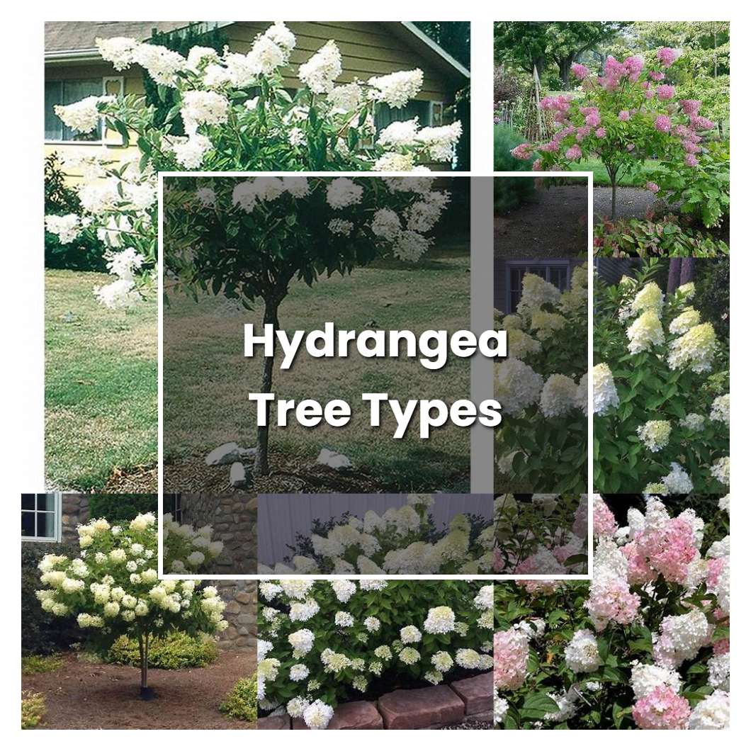 How to Grow Hydrangea Tree Types - Plant Care & Tips | NorwichGardener How to Grow Hydrangea Tree Types - Plant Care & Tips | NorwichGardener