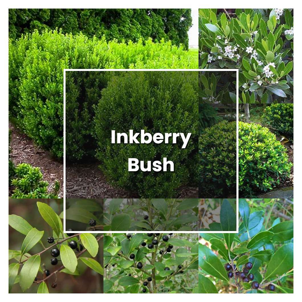 How To Grow Inkberry Bush Plant Care And Tips Norwichgardener