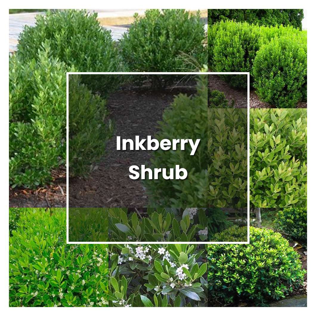 How To Grow Inkberry Shrub Plant Care And Tips Norwichgardener