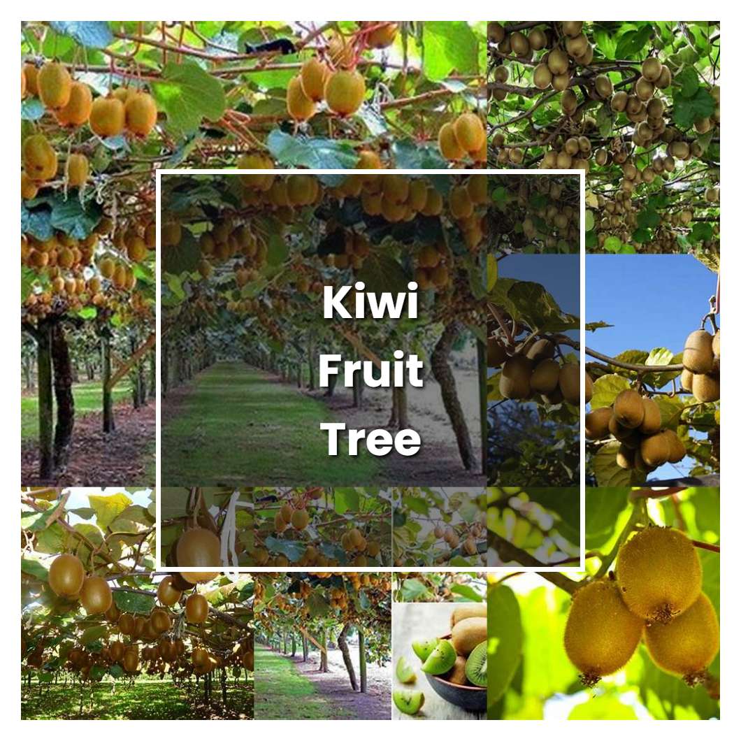 How to Grow Kiwi Fruit Tree - Plant Care & Tips | NorwichGardener How to Grow Kiwi Fruit Tree - Plant Care & Tips | NorwichGardener