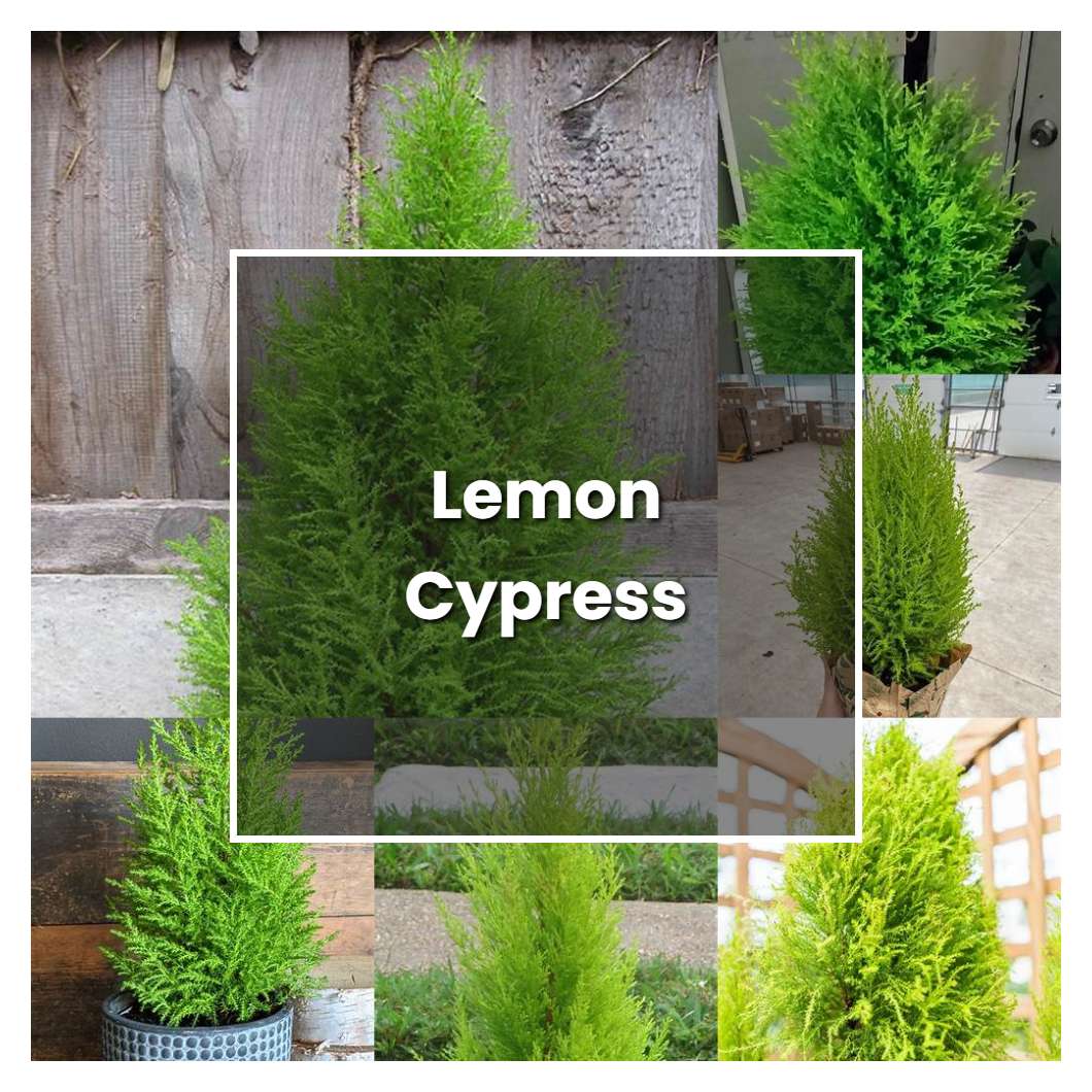 How To Grow Lemon Cypress Plant Care And Tips Norwichgardener