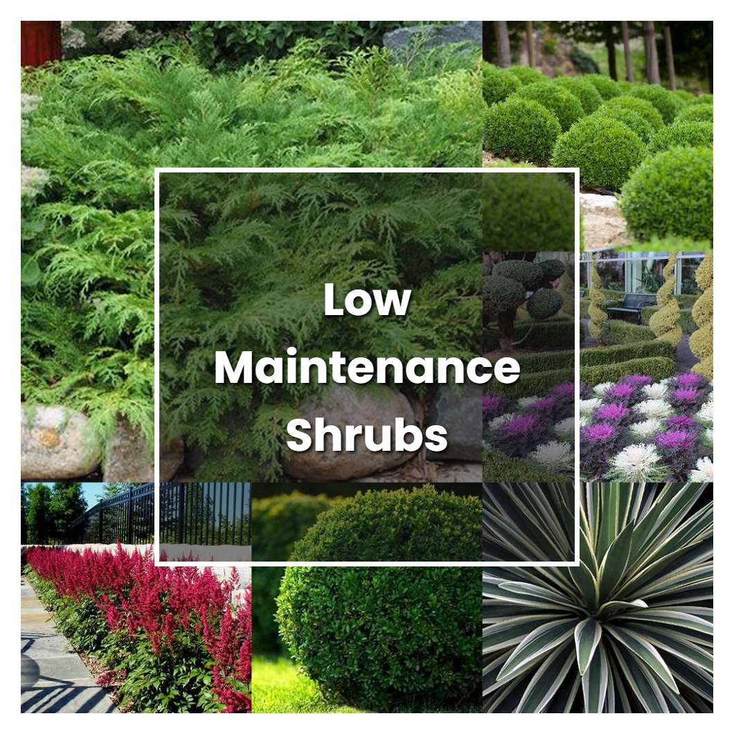 How To Grow Low Maintenance Shrubs Plant Care And Tips Norwichgardener