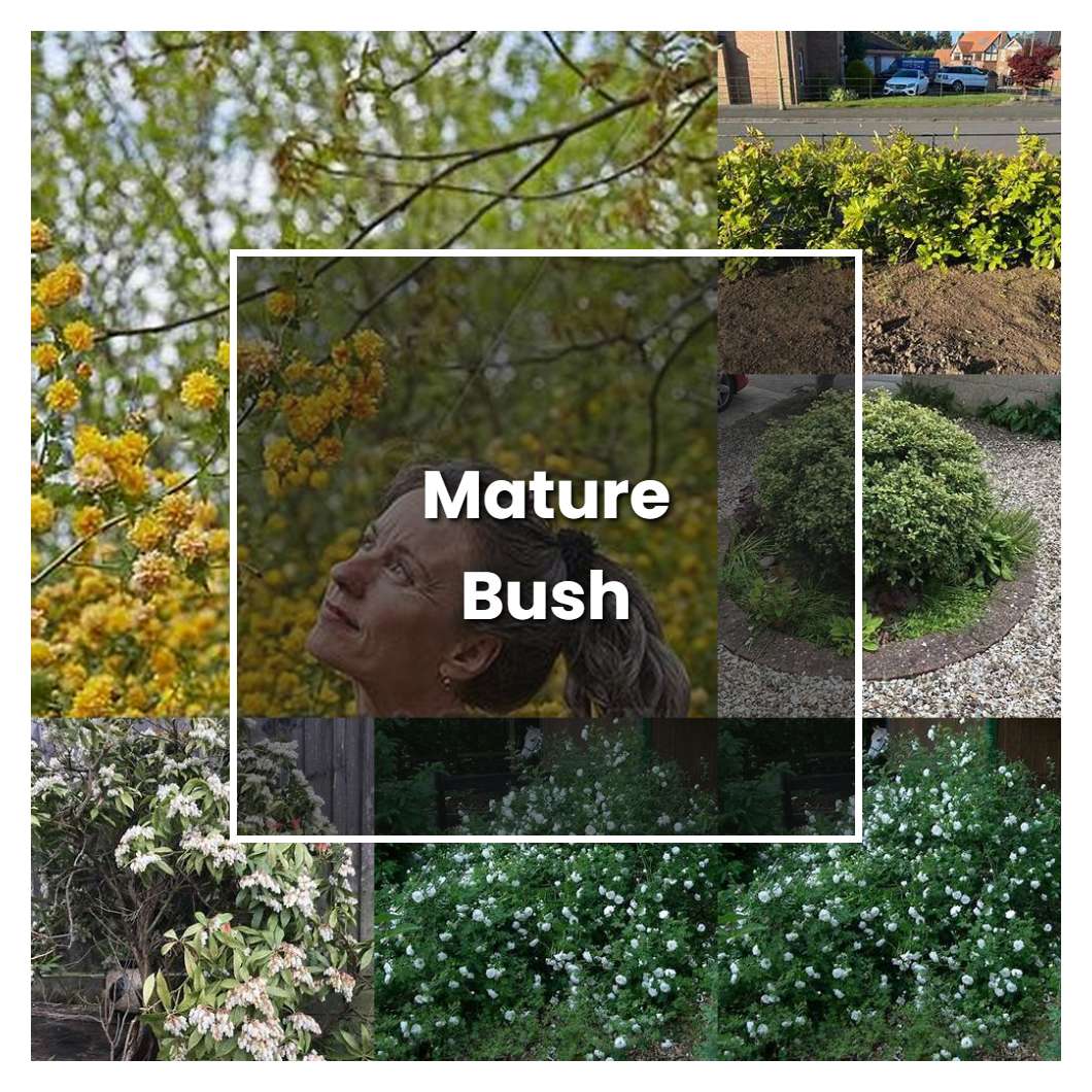 How To Grow Mature Bush Plant Care And Tips Norwichgardener