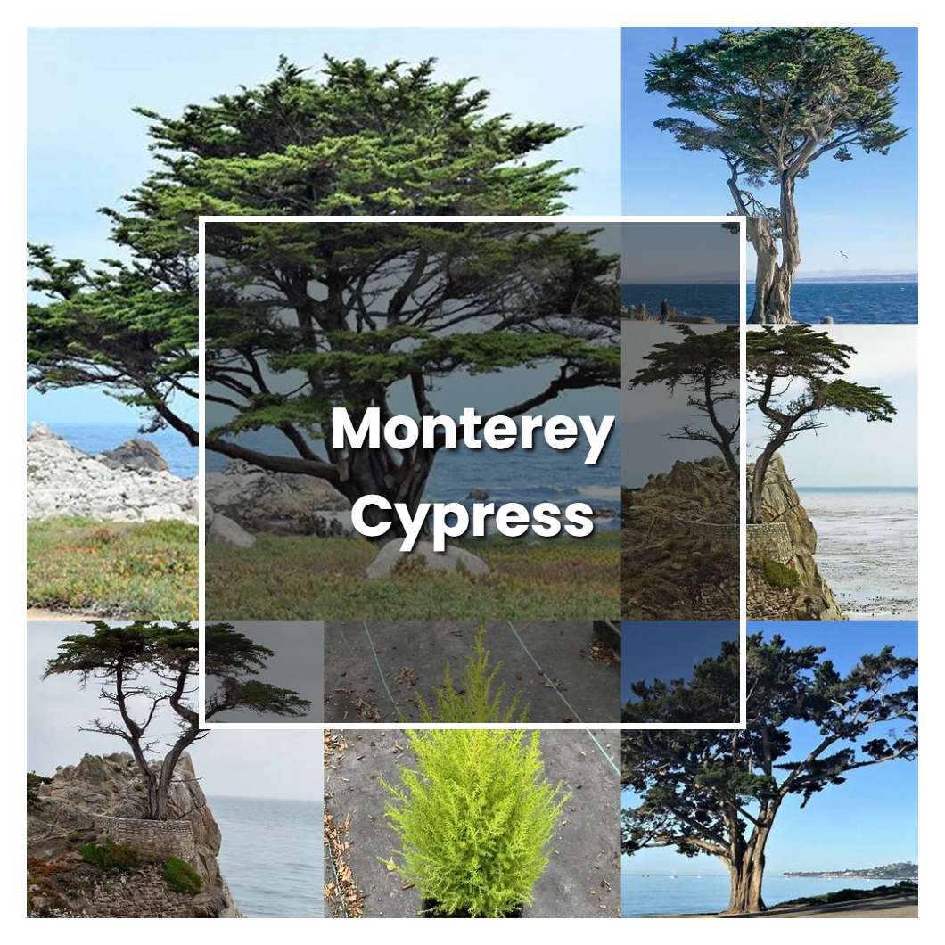 How To Grow Monterey Cypress Plant Care And Tips Norwichgardener