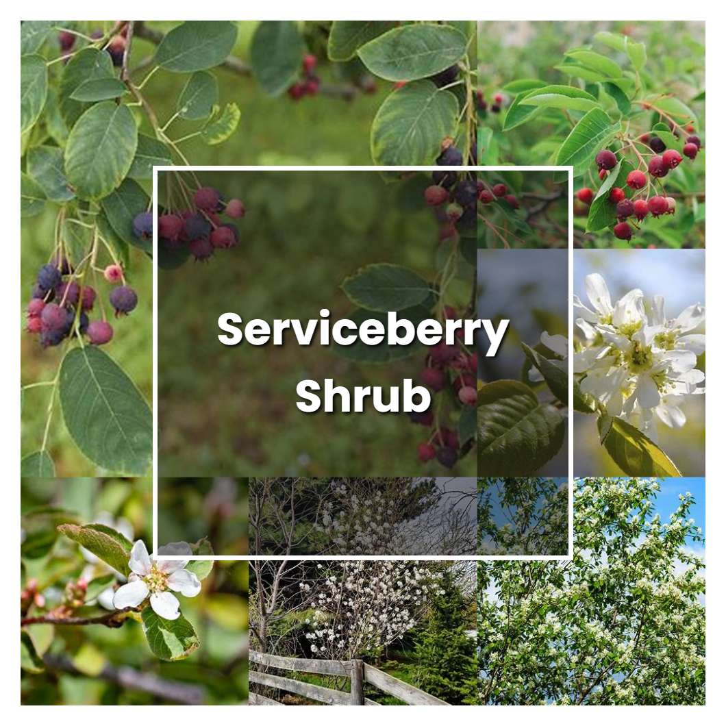 How To Grow Serviceberry Shrub Plant Care And Tips Norwichgardener