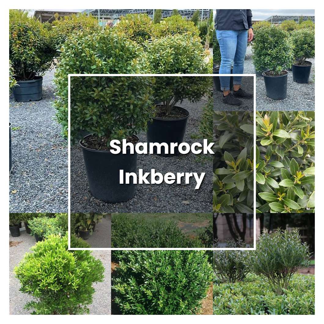 How to Grow Shamrock Inkberry - Plant Care & Tips | NorwichGardener How to Grow Shamrock Inkberry - Plant Care & Tips | NorwichGardener
