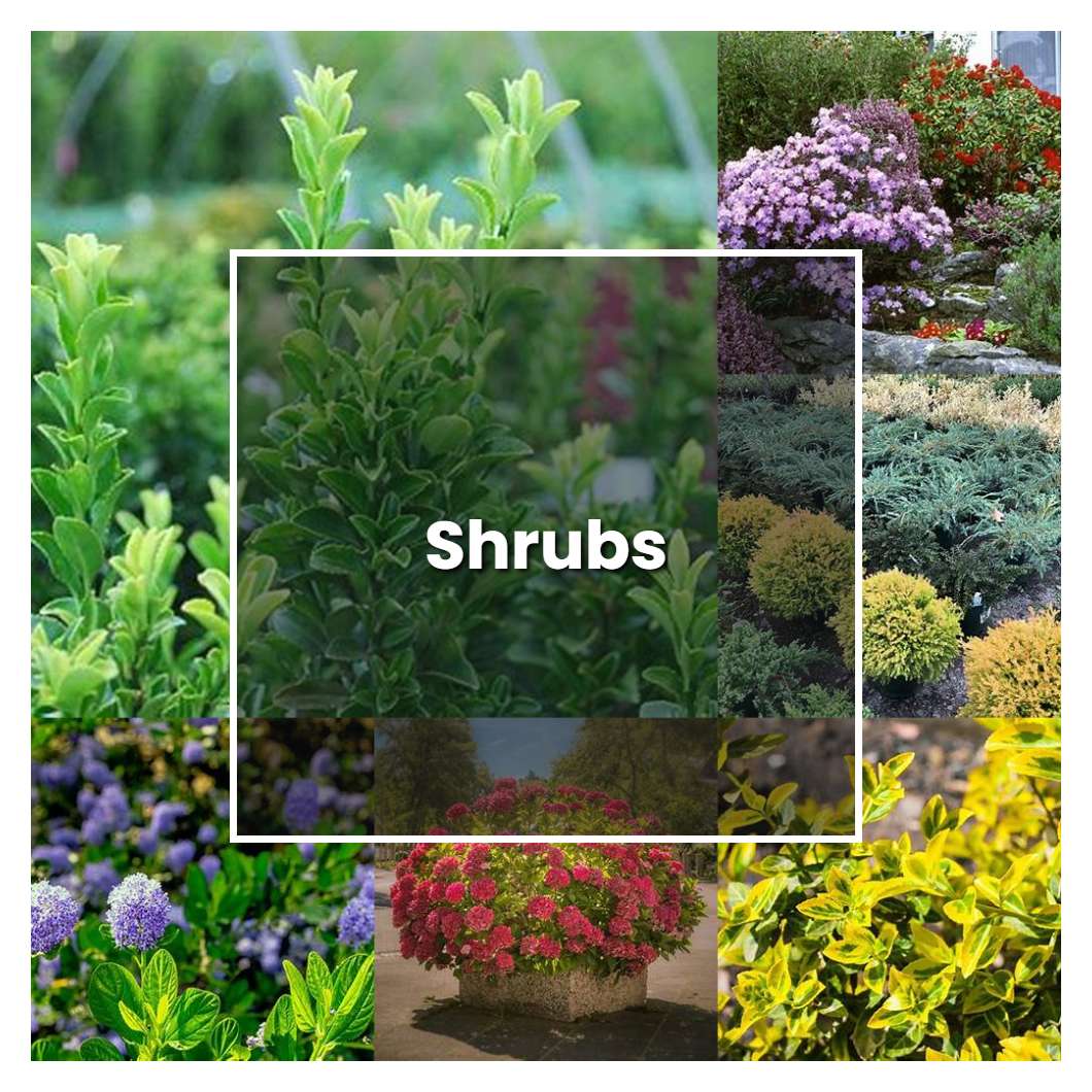 How To Grow Shrubs Plant Care And Tips Norwichgardener