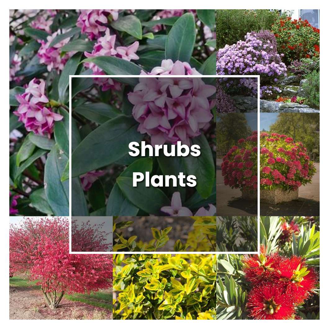 How To Grow Shrubs Plants Plant Care And Tips Norwichgardener